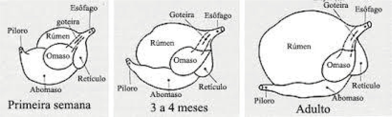 DuBlog | Circular: Cuidado fundamentais com Bezerros – Dugrão